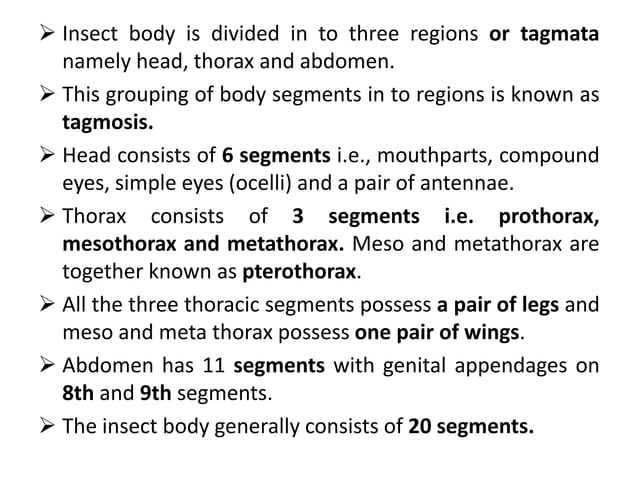 Body Segmentation of Insect and Head .pptx | Beekeeping | Hobbies ...