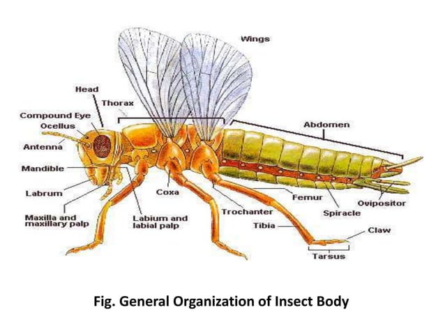 Body Segmentation of Insect and Head .pptx | Beekeeping | Hobbies ...