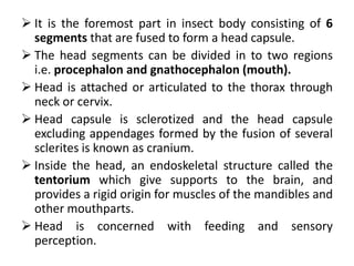 Body Segmentation of Insect and Head .pptx