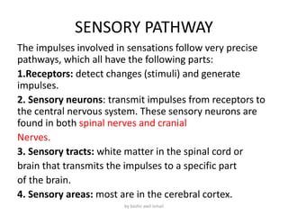 human body sense | PPT