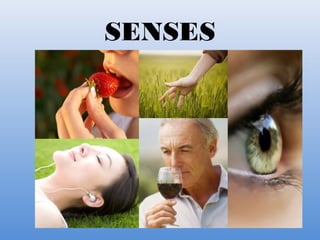 Body senses and systems | PPT | Lung and Respiratory Health | Diseases ...