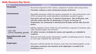 Body Structure. medical terminology. cha | PPTX