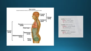 BODY STRUCTURES ON HUMAN ANATOMY AND PHYSIOLOGY.pptx