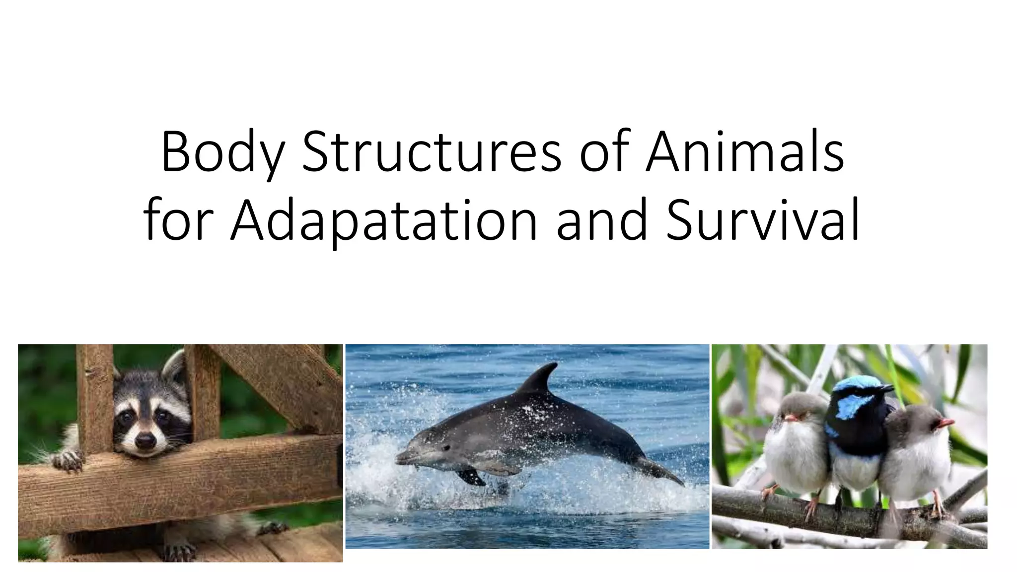 Body Structures of Animals SCIENCE4.pptx