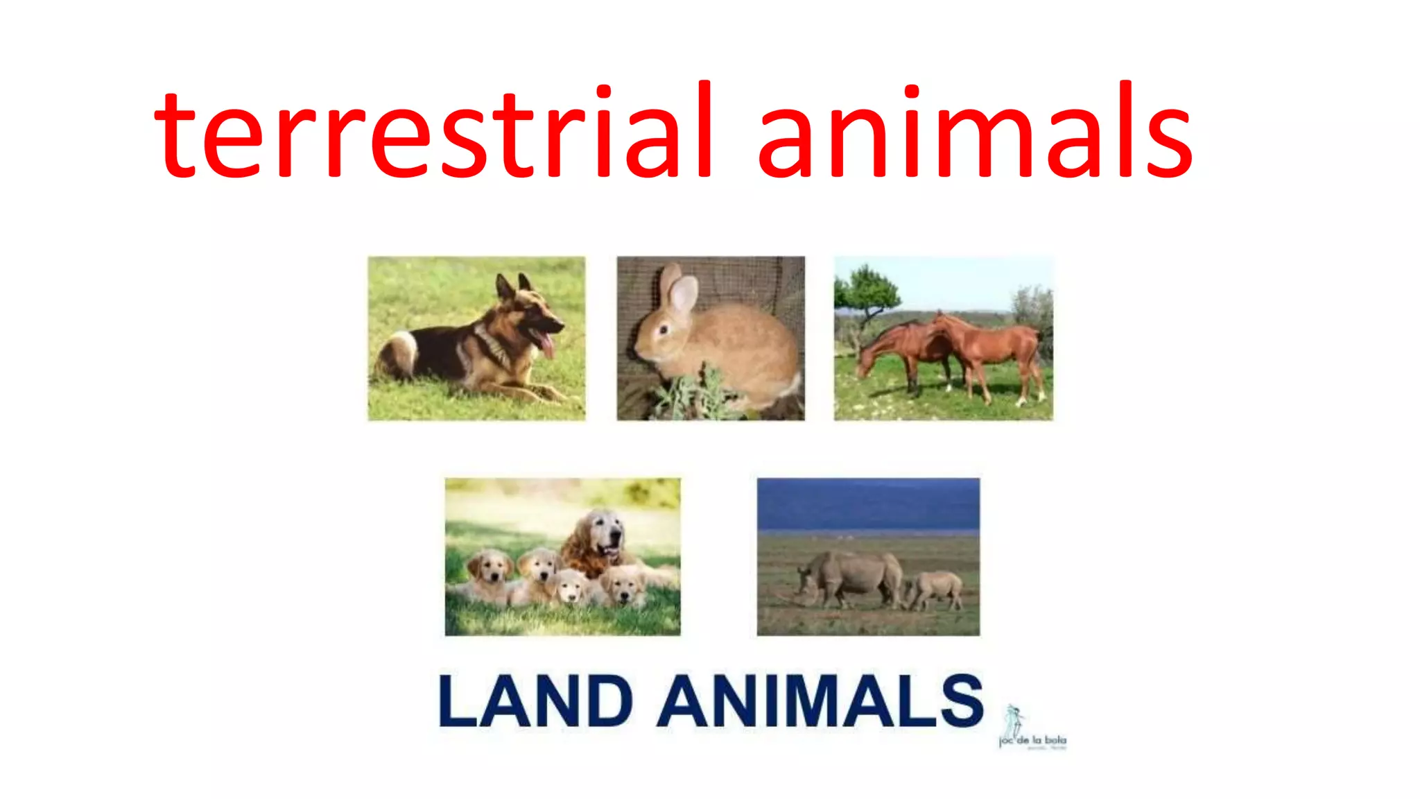 Body Structures of Animals SCIENCE4.pptx