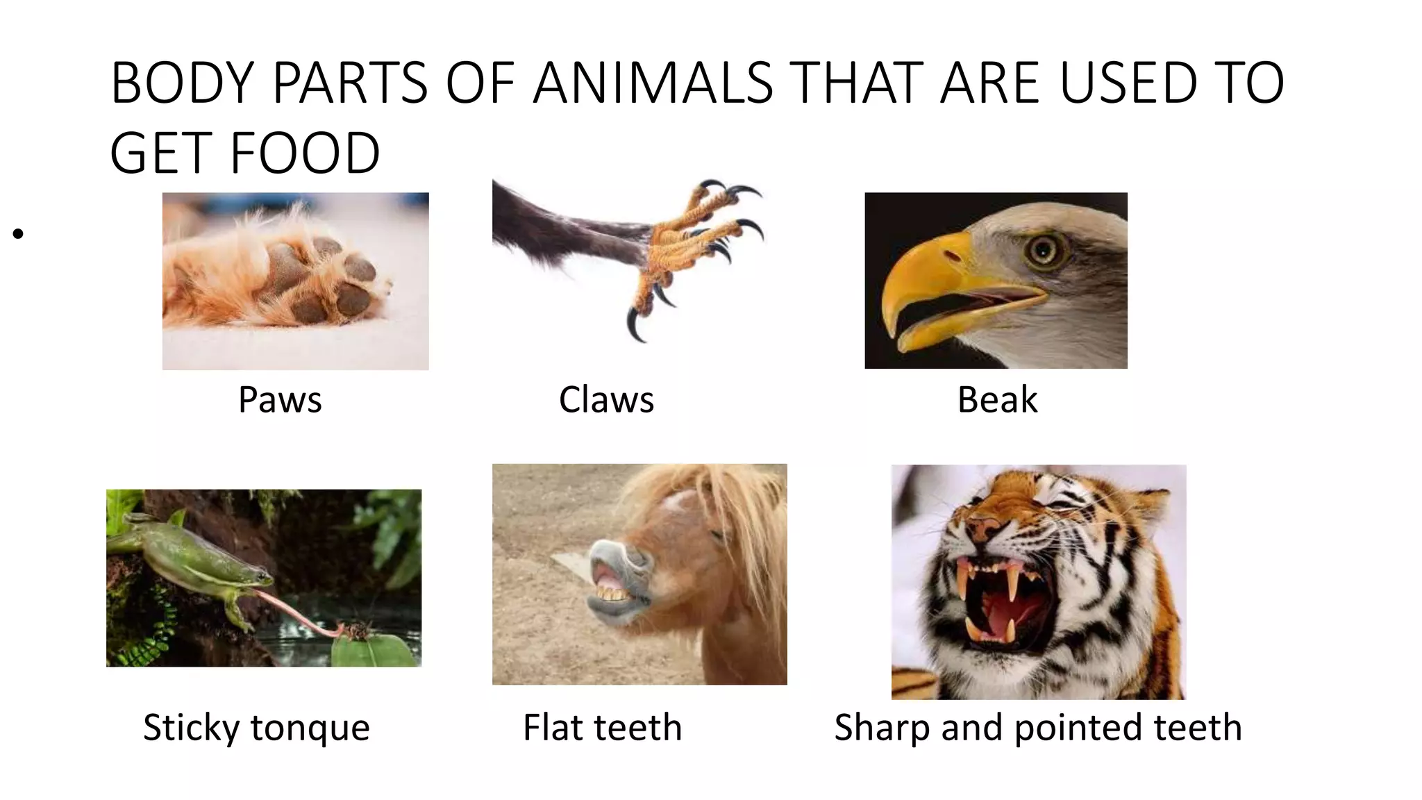 Body Structures of Animals SCIENCE4.pptx
