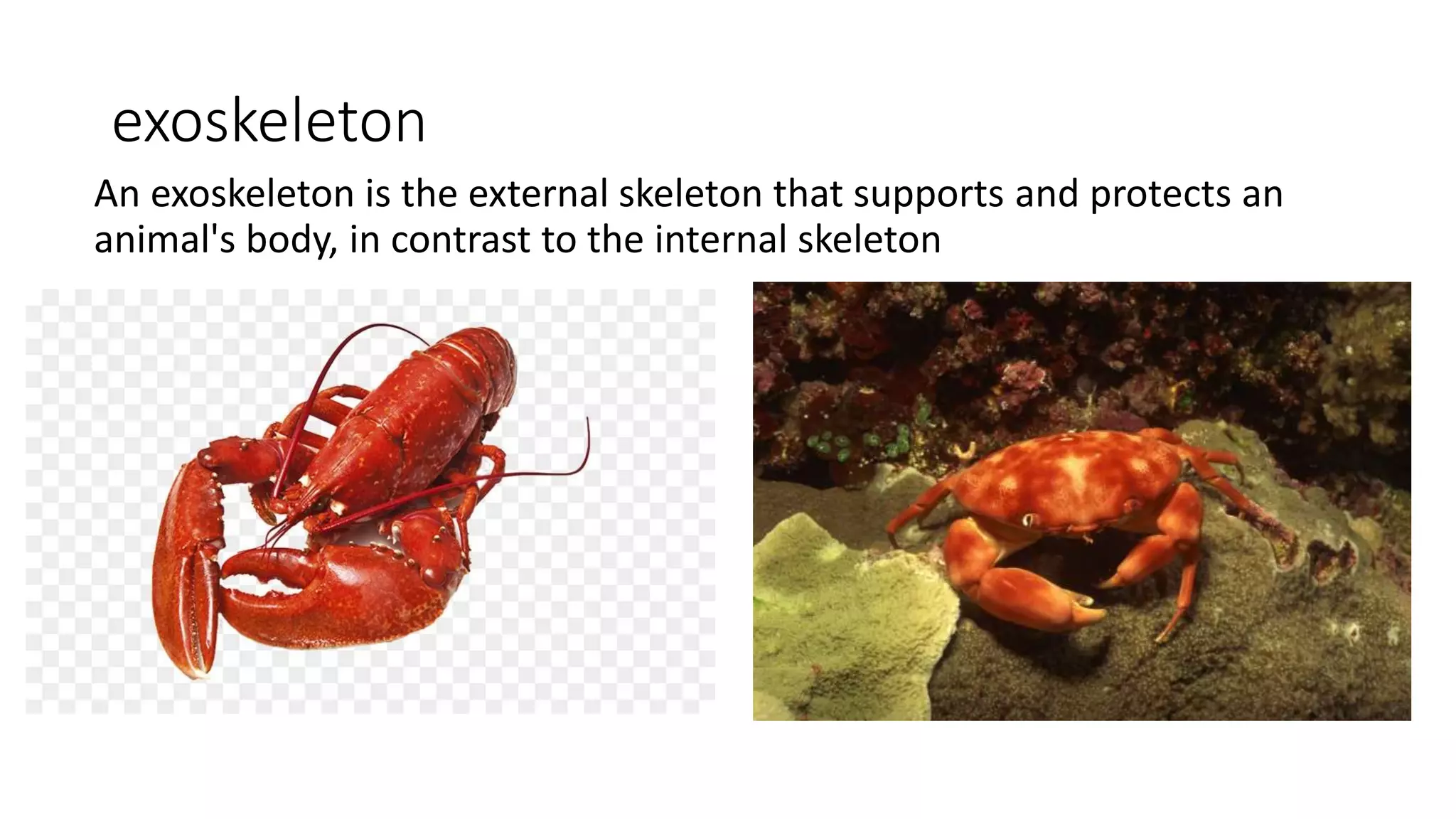 Body Structures of Animals SCIENCE4.pptx