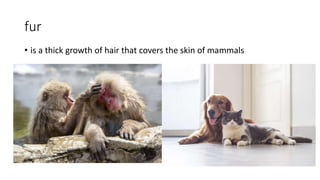 Body Structures of Animals SCIENCE4.pptx