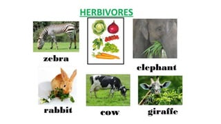 Body Structures of Animals SCIENCE4.pptx