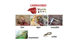 Body Structures of Animals SCIENCE4.pptx