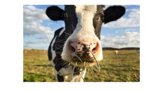 Body Structures of Animals SCIENCE4.pptx