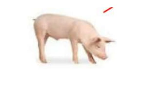 Body Structures of Animals SCIENCE4.pptx