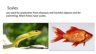 Body Structures of Animals SCIENCE4.pptx