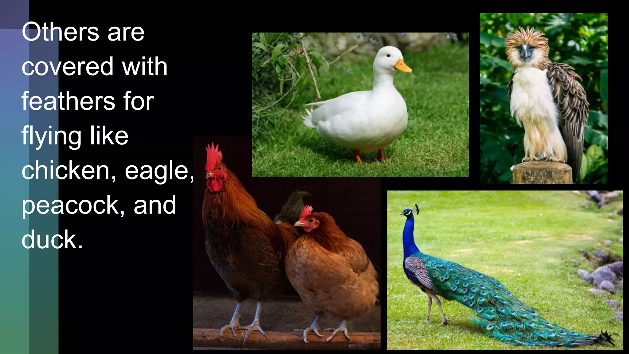BODY STRUCTURES THAT HELP ANIMALS ADAPT AND SURVIVE .pptx