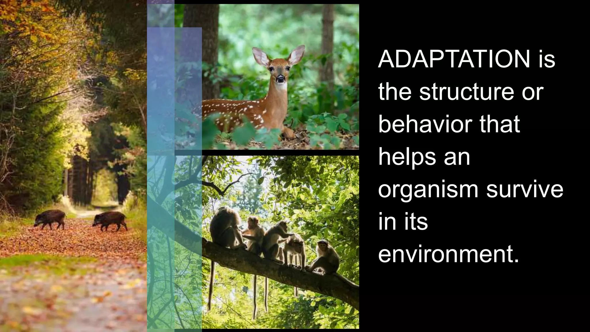 BODY STRUCTURES THAT HELP ANIMALS ADAPT AND SURVIVE .pptx