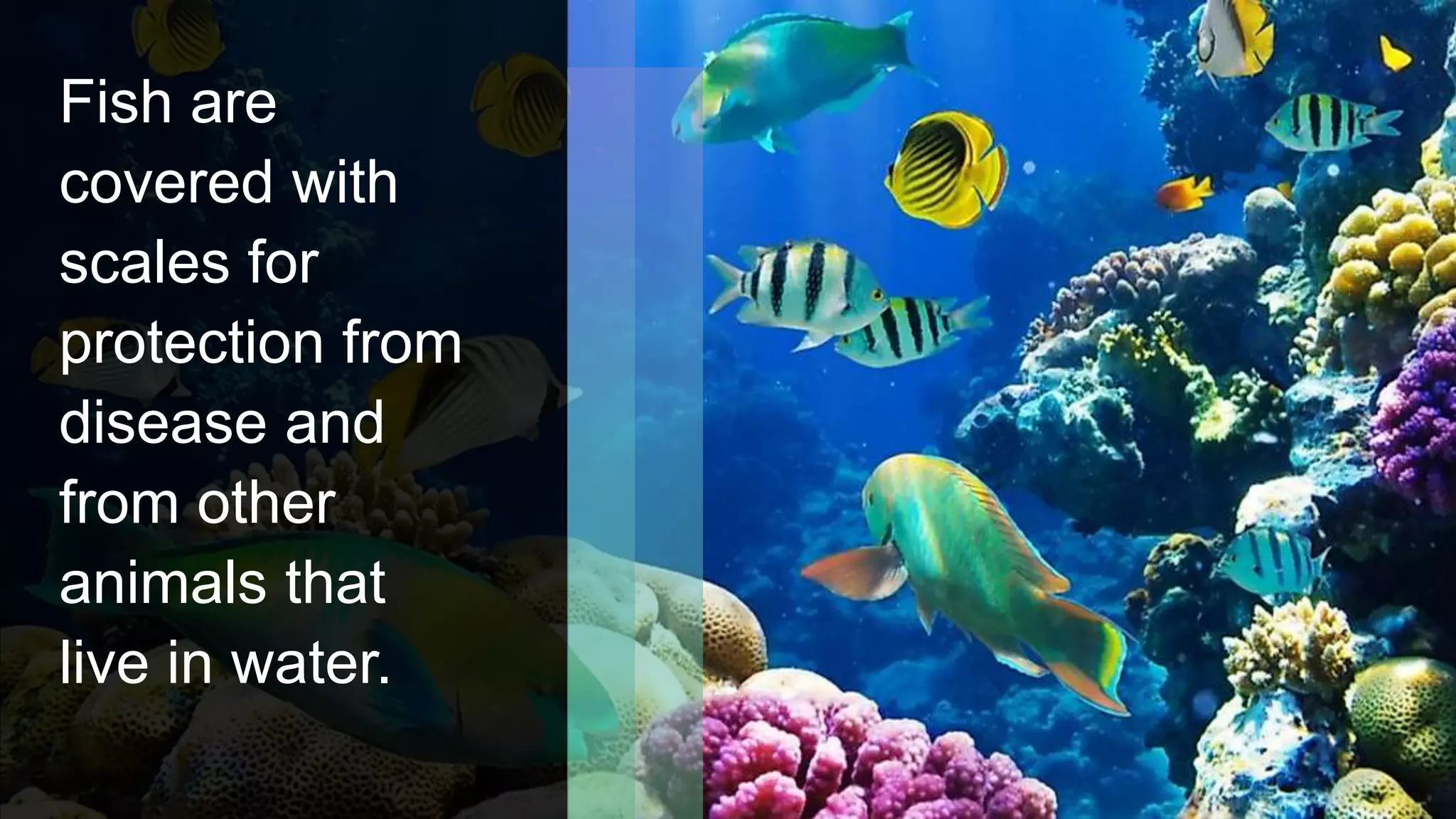 BODY STRUCTURES THAT HELP ANIMALS ADAPT AND SURVIVE .pptx