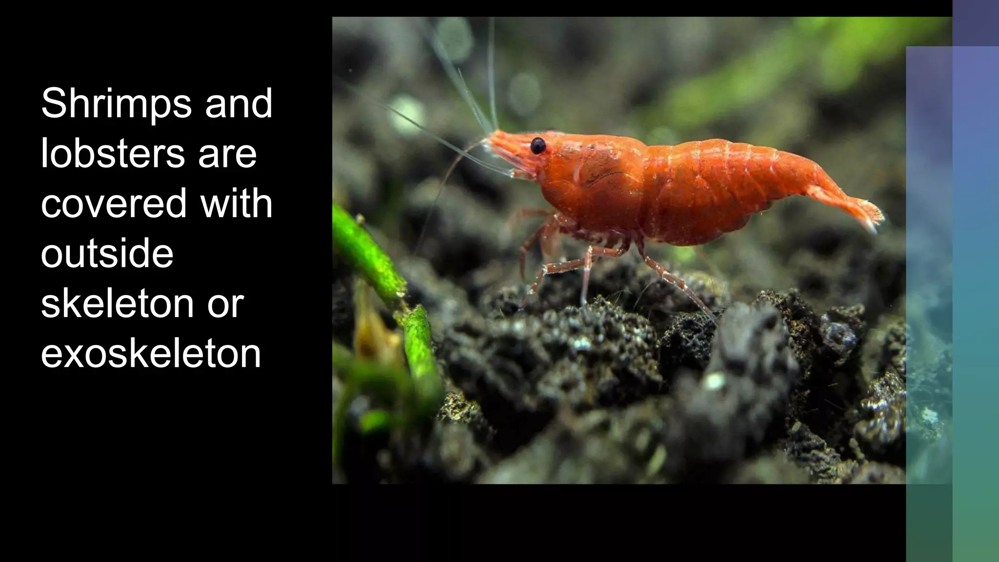 BODY STRUCTURES THAT HELP ANIMALS ADAPT AND SURVIVE .pptx