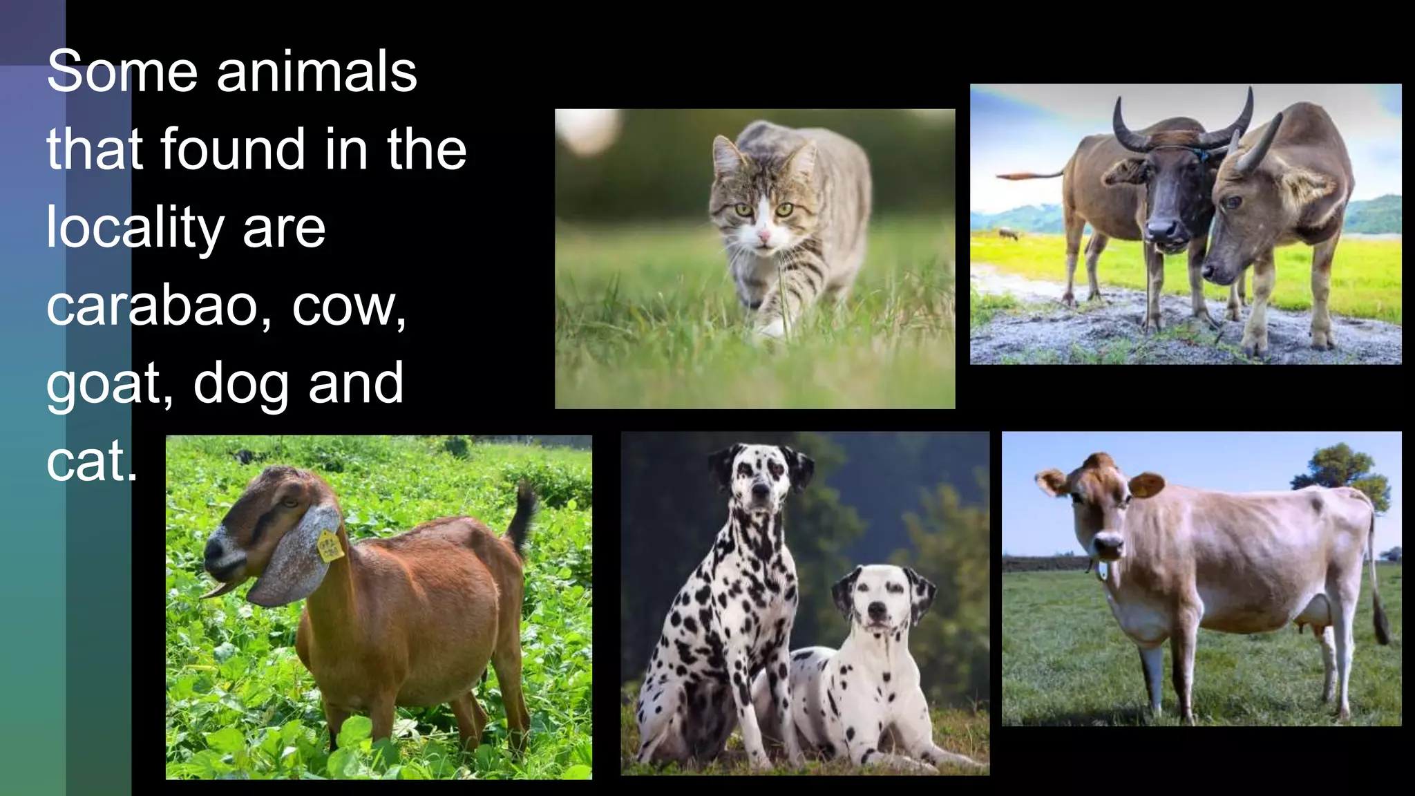 BODY STRUCTURES THAT HELP ANIMALS ADAPT AND SURVIVE .pptx