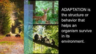 BODY STRUCTURES THAT HELP ANIMALS ADAPT AND SURVIVE .pptx