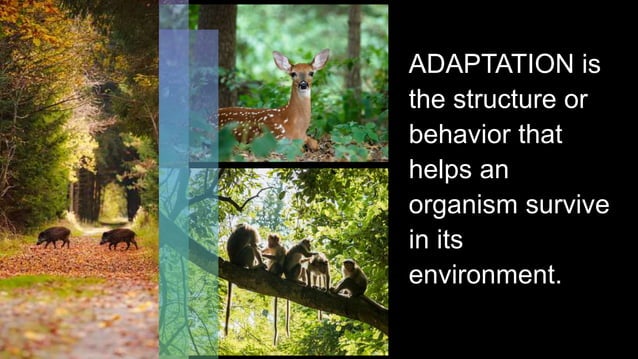 BODY STRUCTURES THAT HELP ANIMALS ADAPT AND SURVIVE .pptx | Birds | Pets