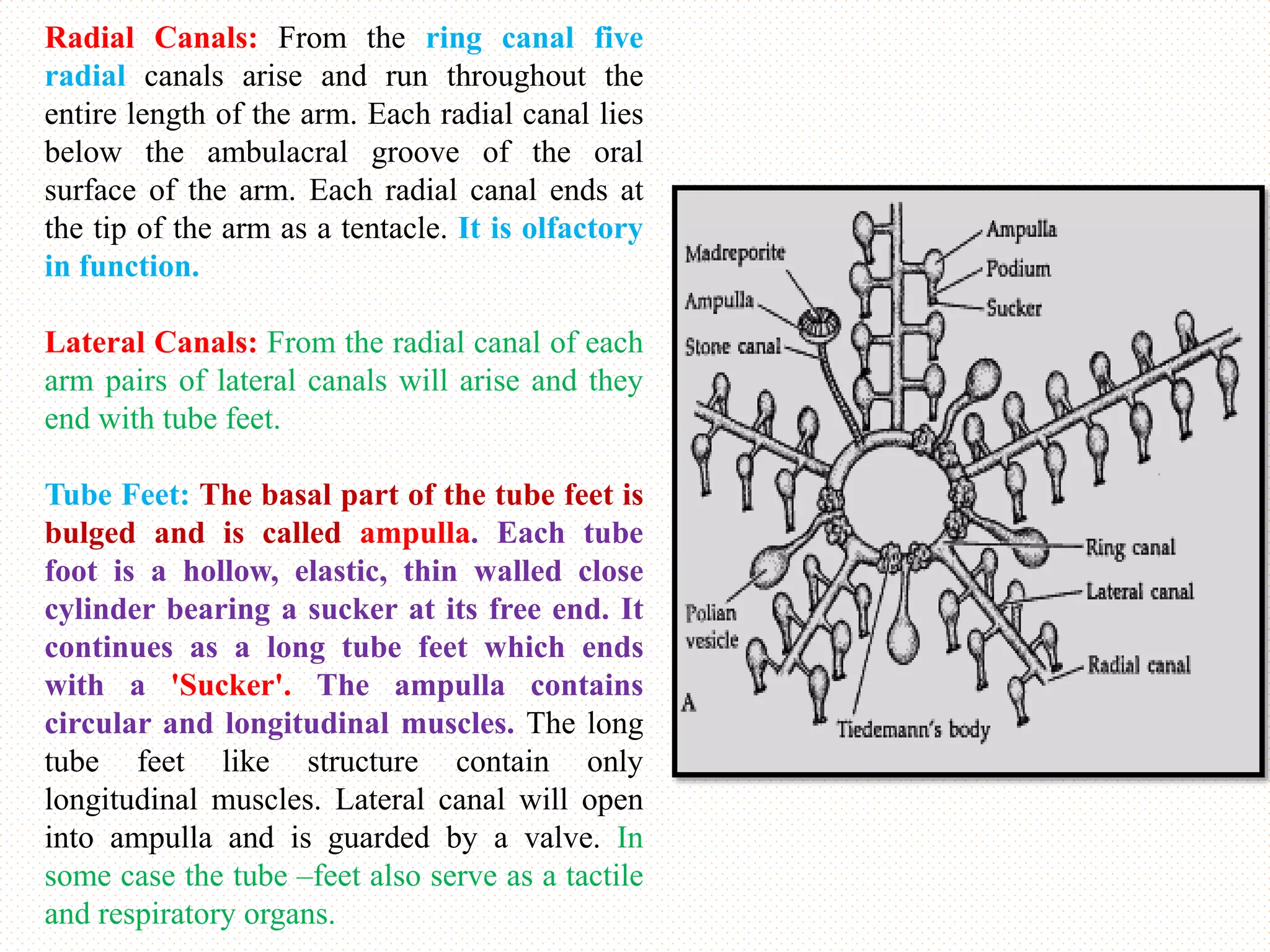 External part of Body (oral & ab oral Surface) , Pedicellaria & water ...