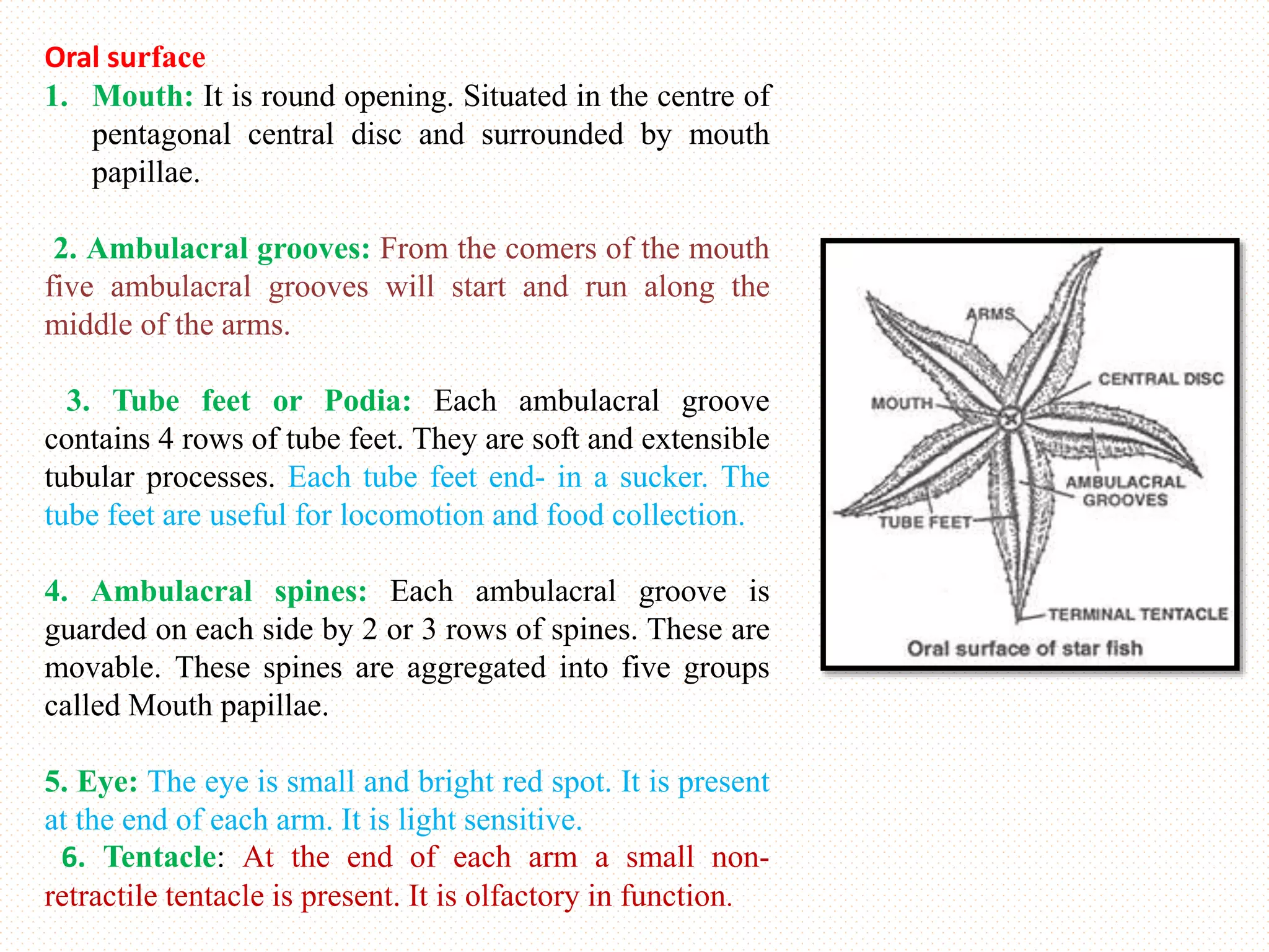External part of Body (oral & ab oral Surface) , Pedicellaria & water ...