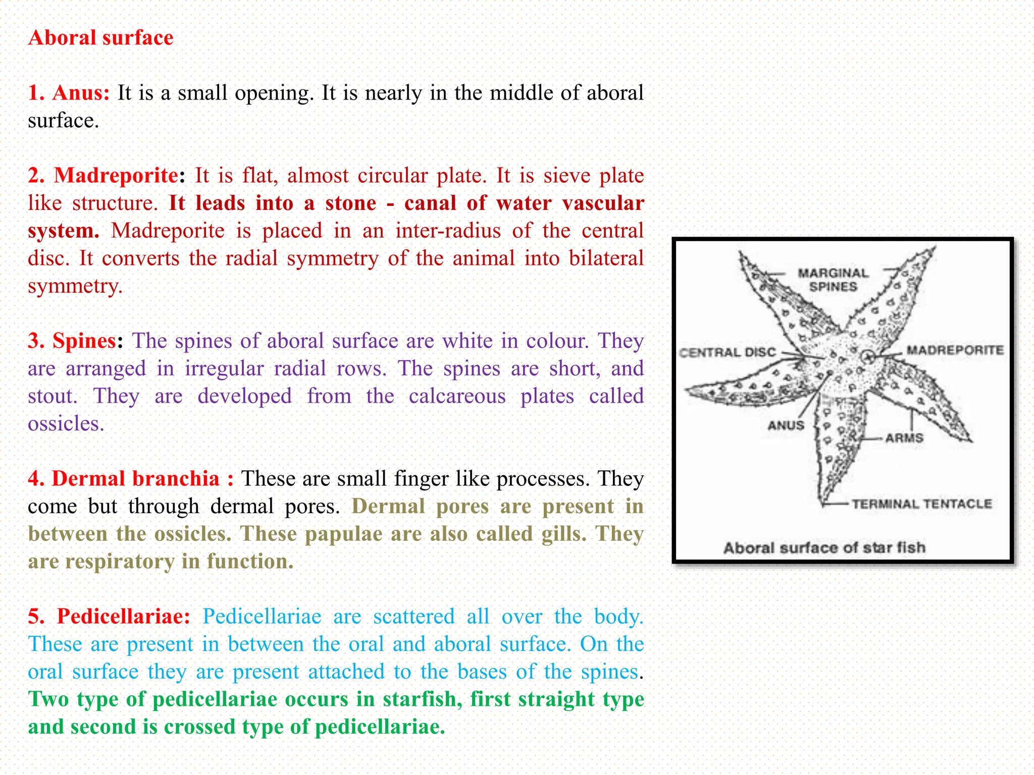 External part of Body (oral & ab oral Surface) , Pedicellaria & water ...