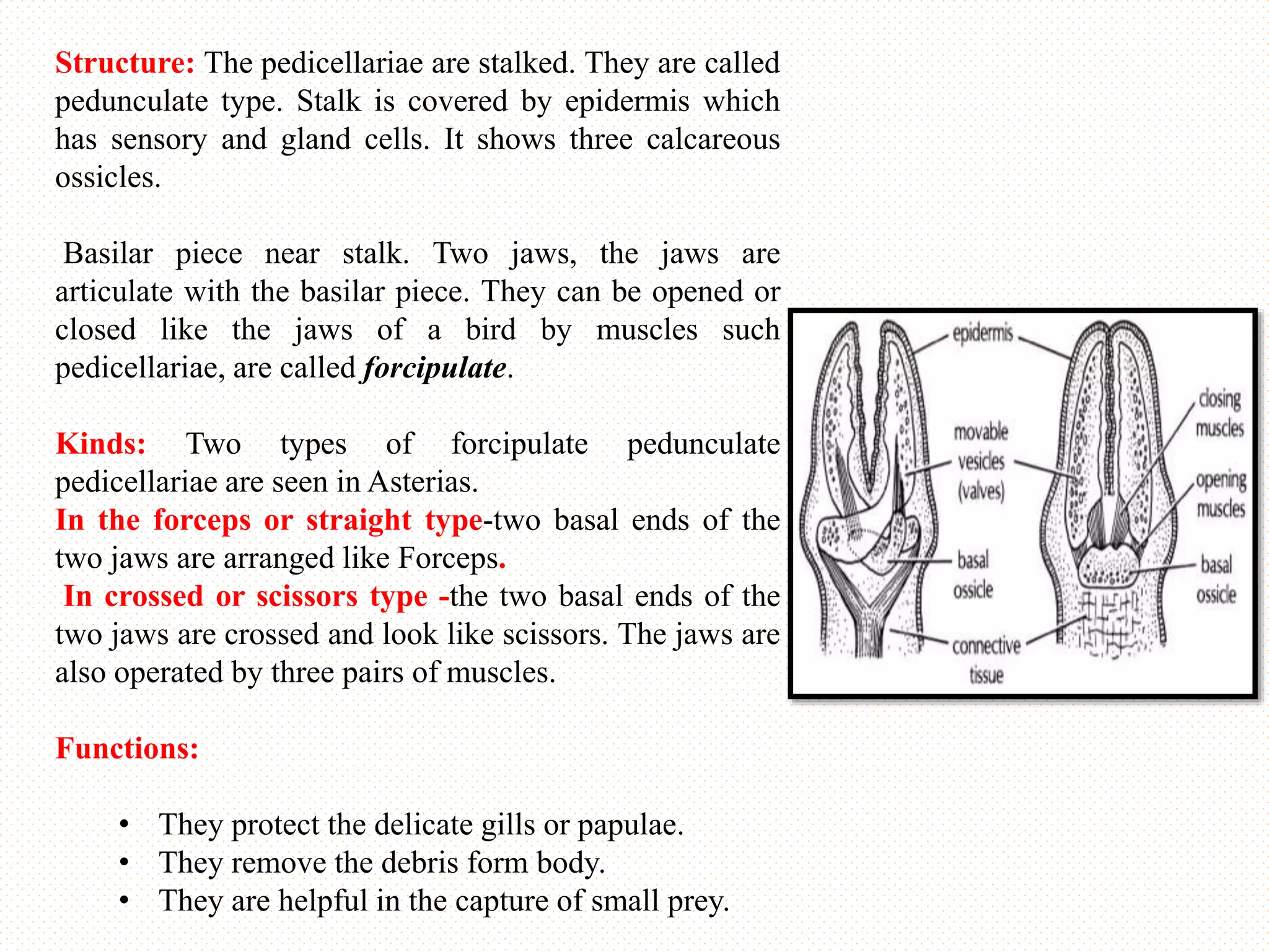 External part of Body (oral & ab oral Surface) , Pedicellaria & water ...