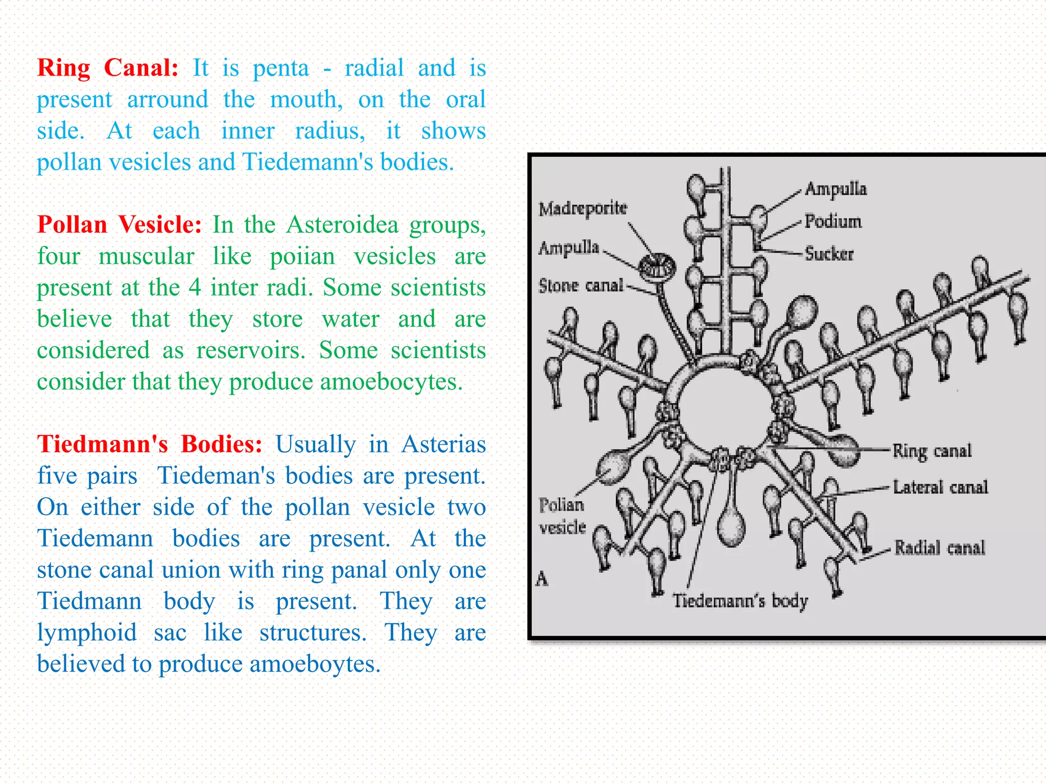 External part of Body (oral & ab oral Surface) , Pedicellaria & water ...