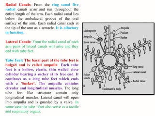 External part of Body (oral & ab oral Surface) , Pedicellaria & water ...