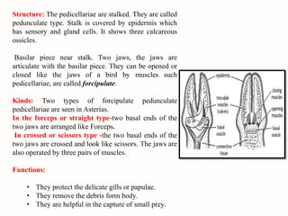External part of Body (oral & ab oral Surface) , Pedicellaria & water ...