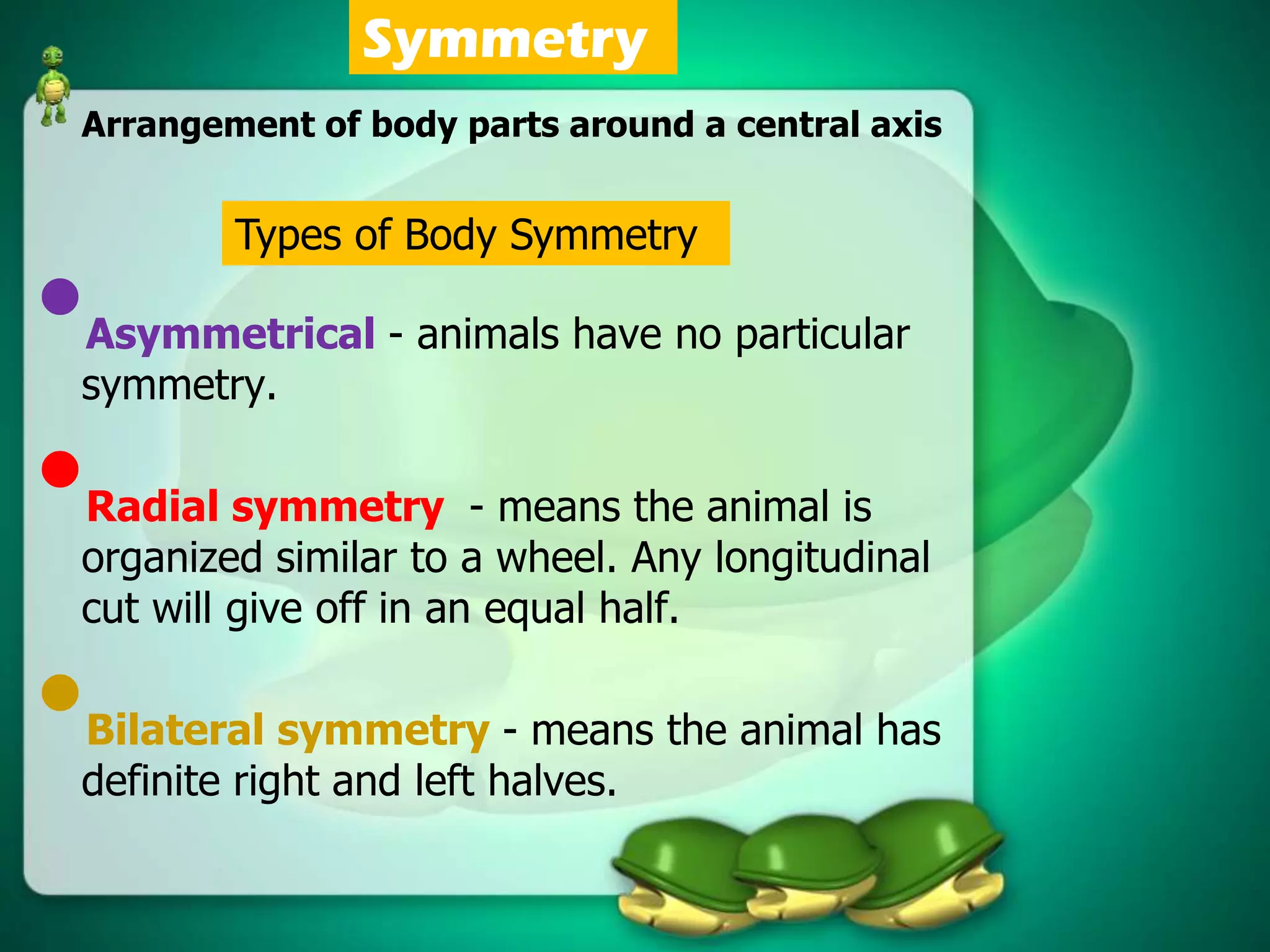 Body symmetry | PPTX