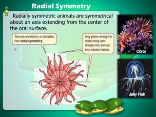 Body symmetry | PPTX