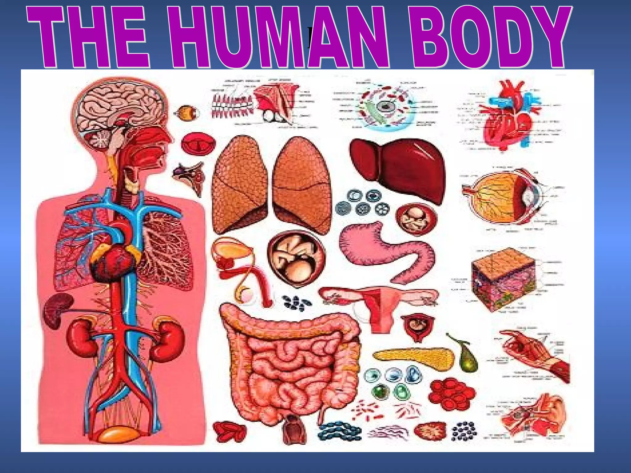 Body system. (2)ppt | PPT | Lung and Respiratory Health | Diseases and ...