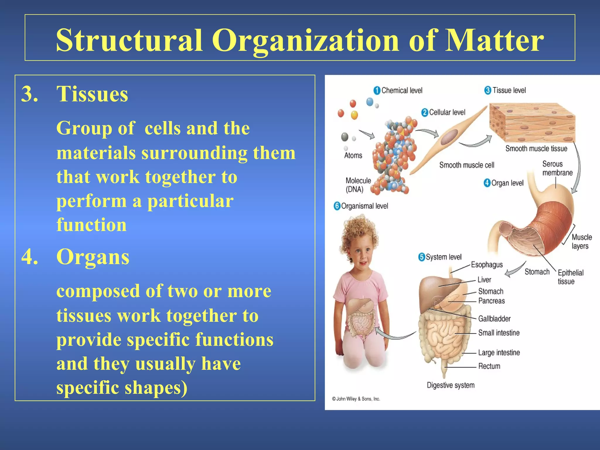 Body system. (2)ppt | PPT