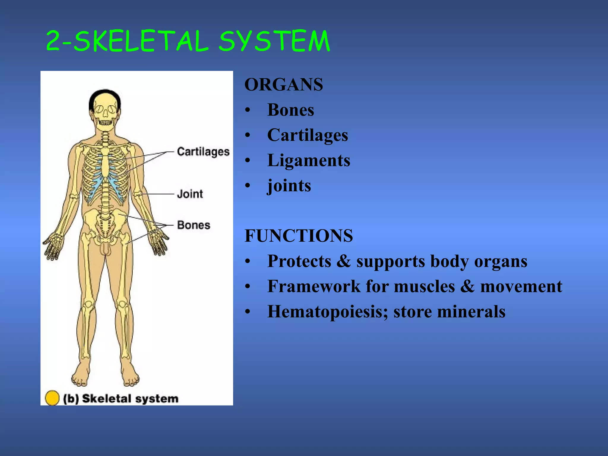 Body system. (2)ppt | PPT | Lung and Respiratory Health | Diseases and ...