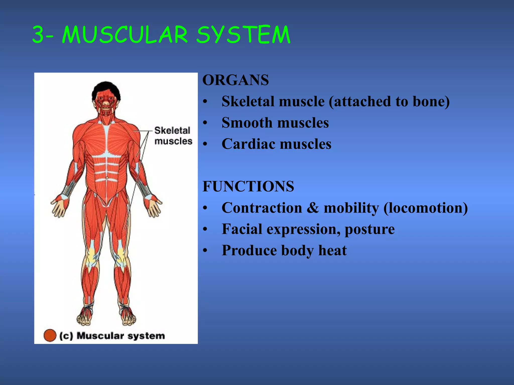 Body system. (2)ppt | PPT