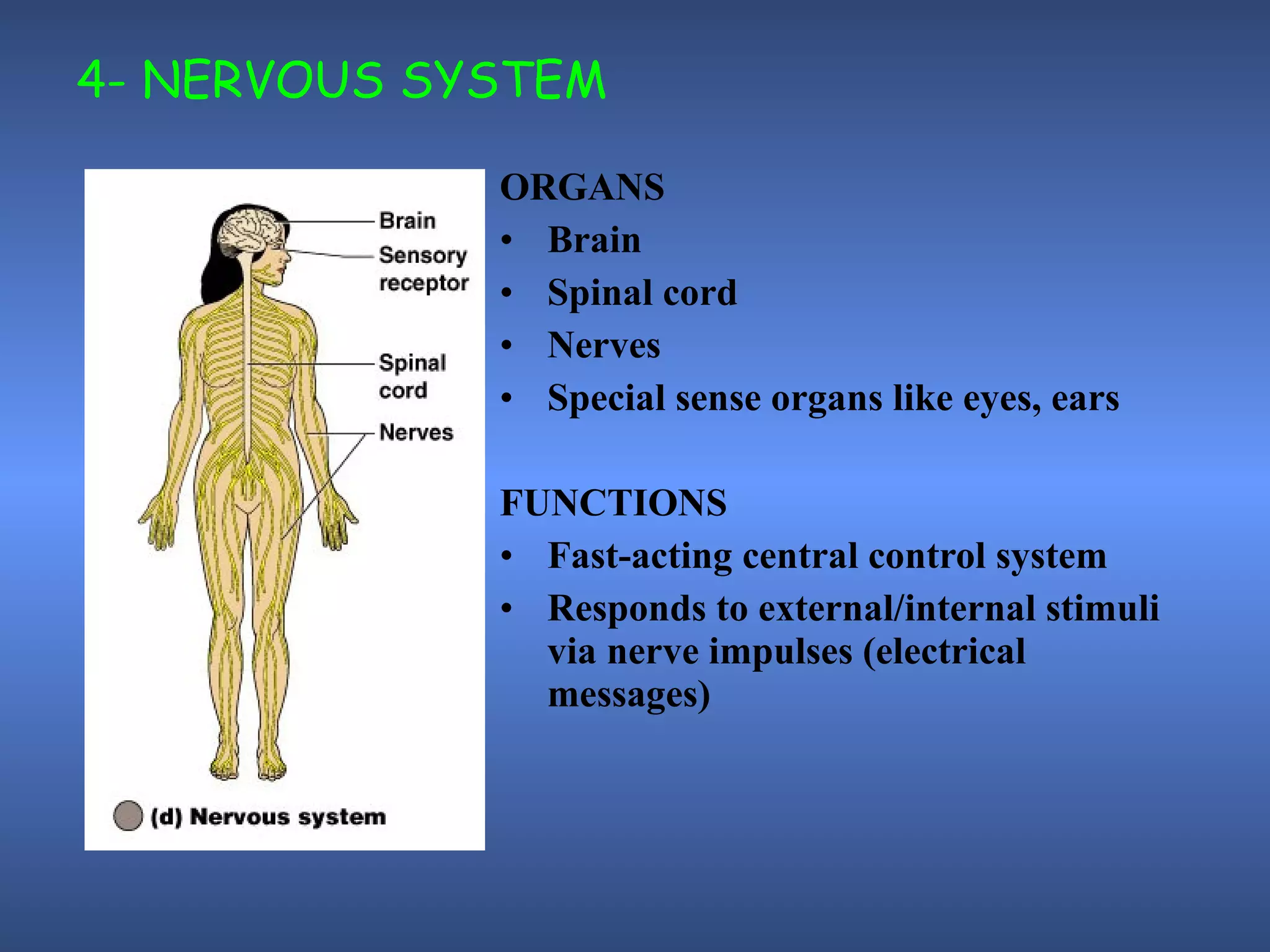 Body system. (2)ppt | PPT
