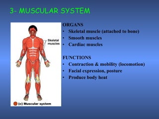 Body system. (2)ppt | PPT | Lung and Respiratory Health | Diseases and ...