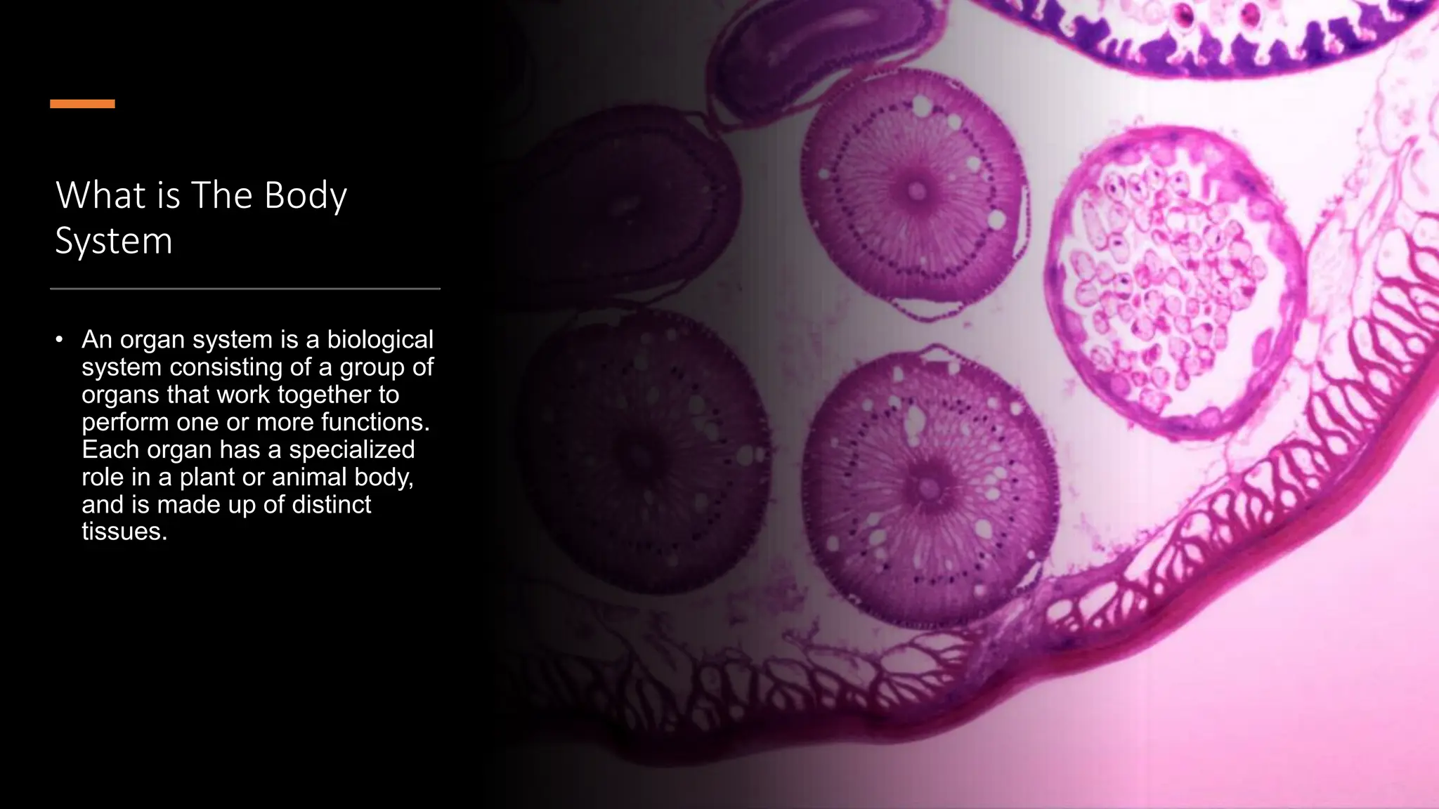 All Systems in our Body ( Science Biology).pptx