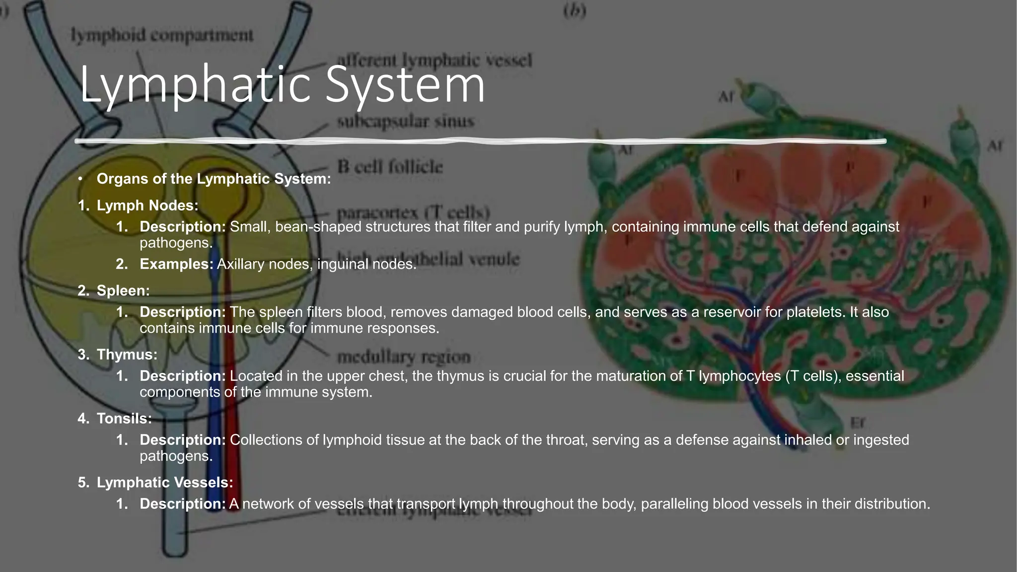 All Systems in our Body ( Science Biology).pptx