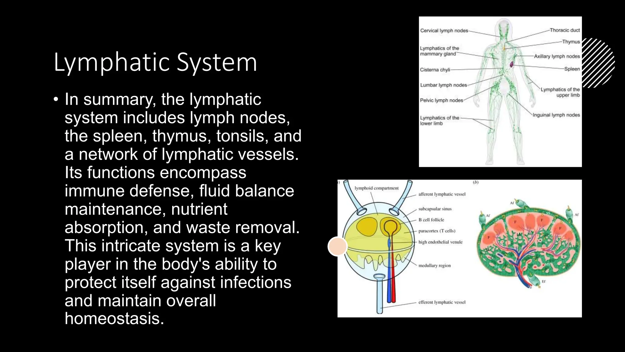 All Systems in our Body ( Science Biology).pptx