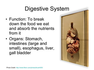 Body System Basics | PPT