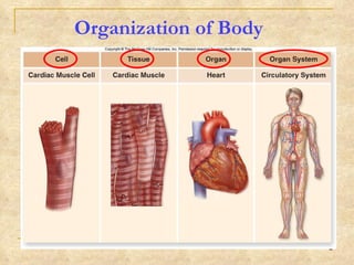Body Systems | PPT