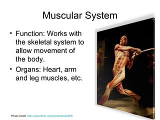 Body systems | PPT