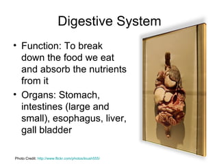Body systems | PPT