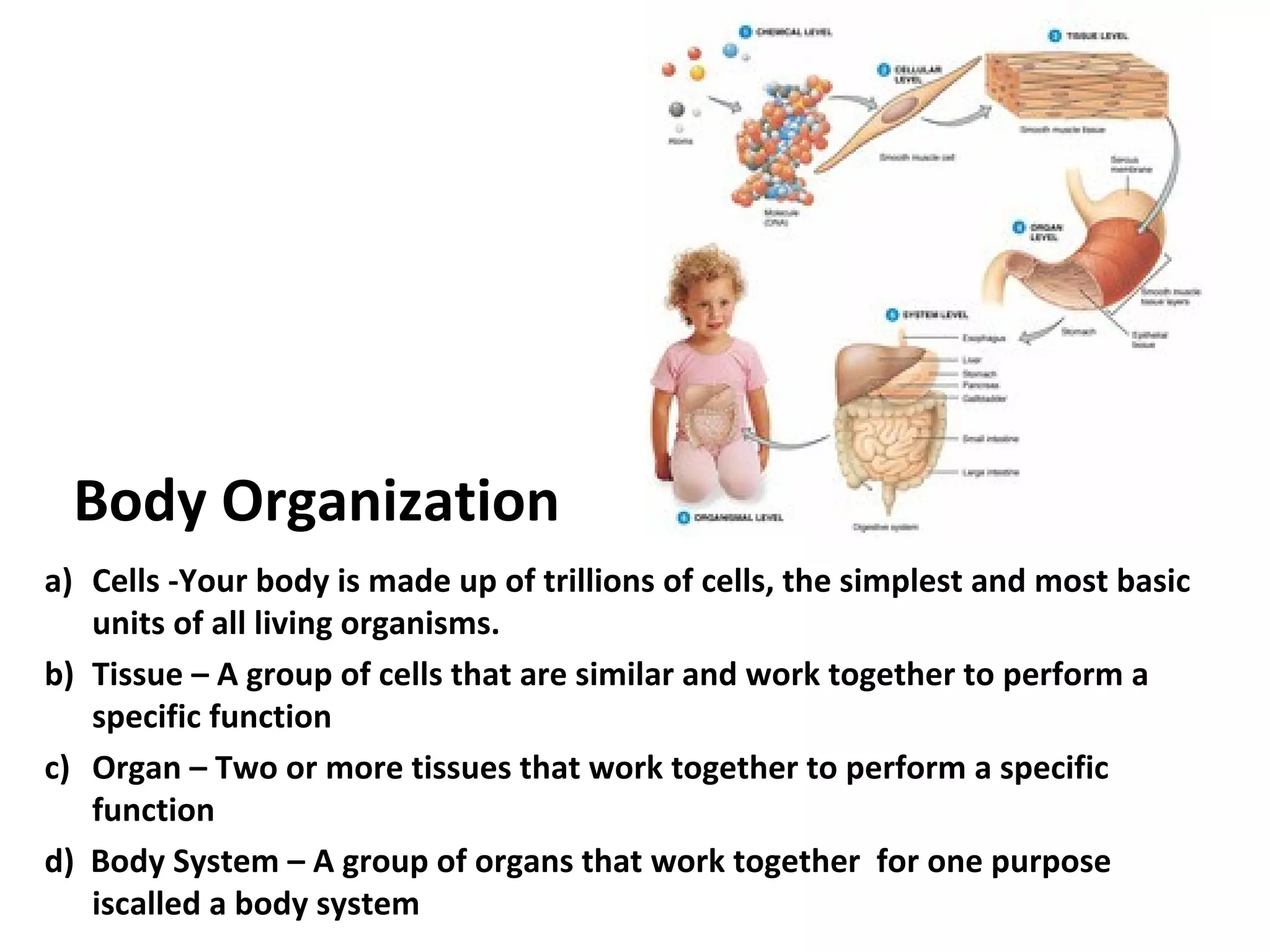 Body systems | PPT