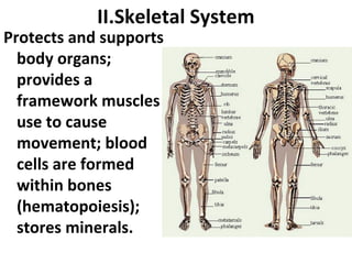 Body systems | PPT