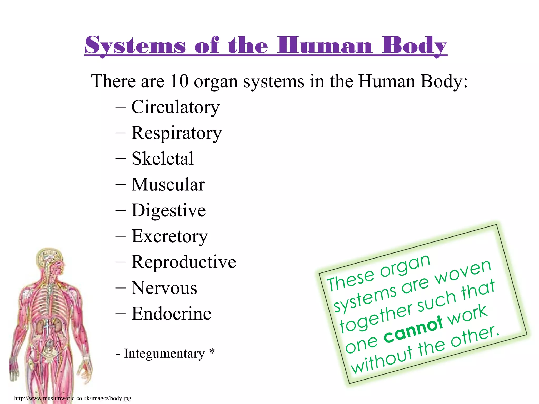 Body systems | PPT