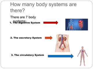 Body systems | PPT